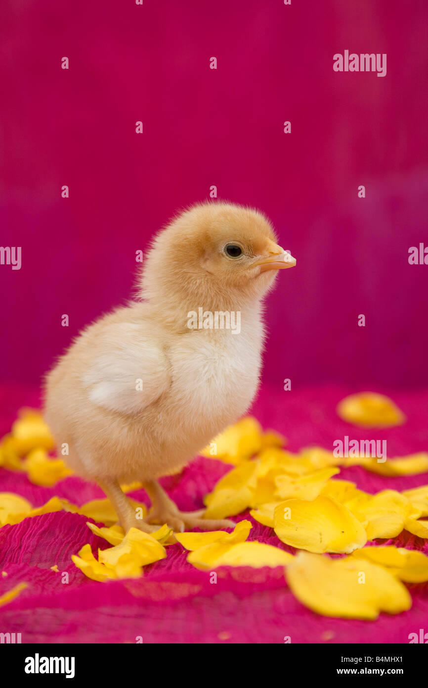 chick in pink background with yellow petals Stock Photo - Alamy