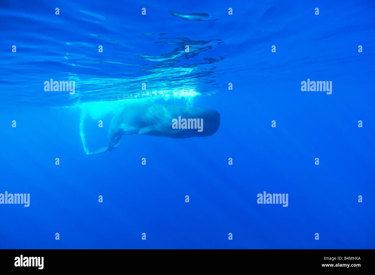 sperm whale underwater, Physeter catodon, Physeter macrocephalus Stock Photo - Alamy
