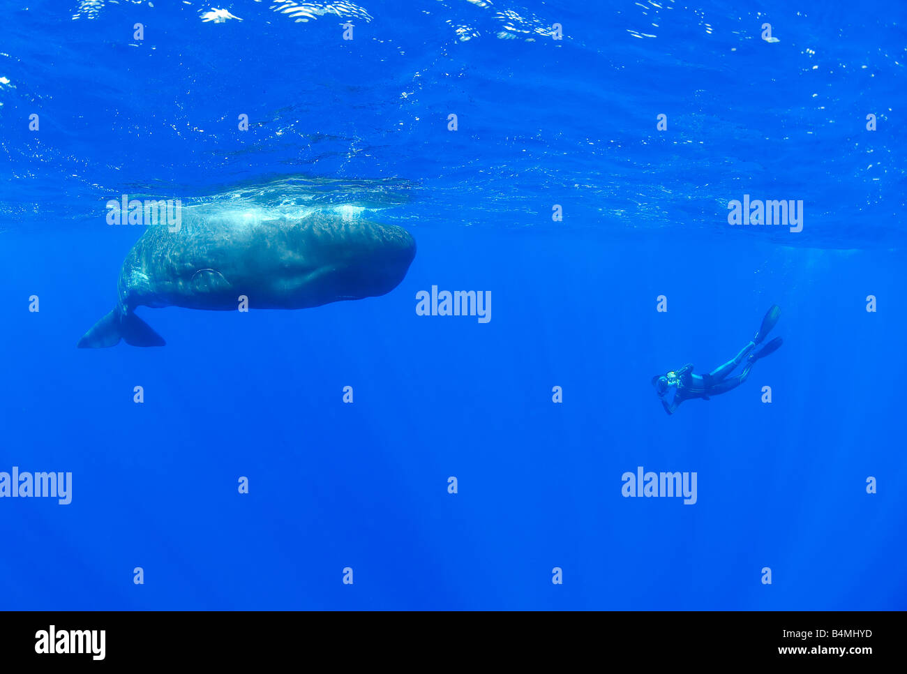 baby sperm whale calf underwater, sperm whale underwater, Physeter catodon, Physeter ...