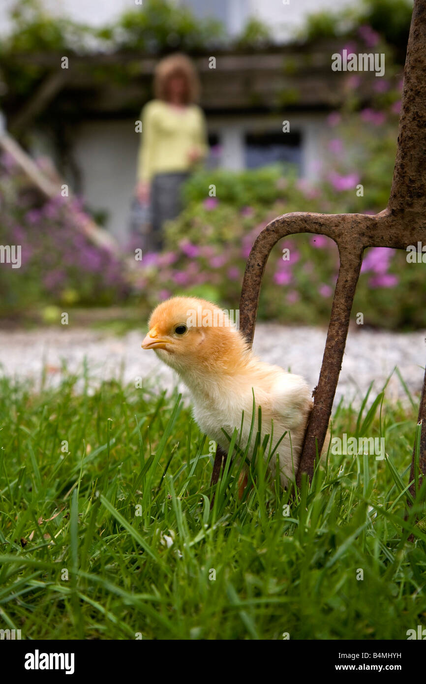 Farm to fork uk hi-res stock photography and images - Alamy