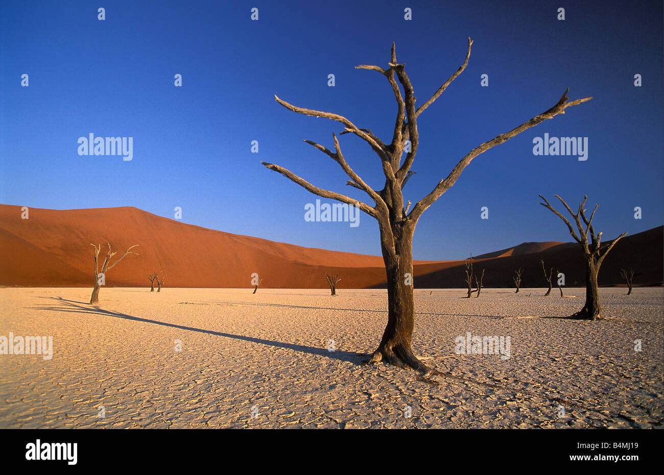 Namibia Sossusvlei Dead valley Stock Photo - Alamy