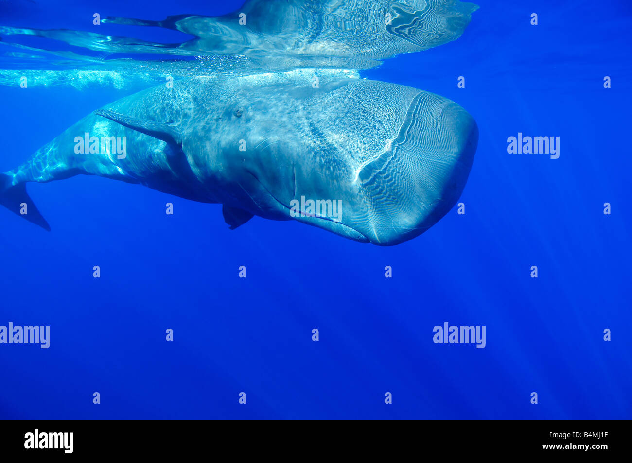 sperm whale underwater, Physeter catodon, Physeter macrocephalus Stock ...