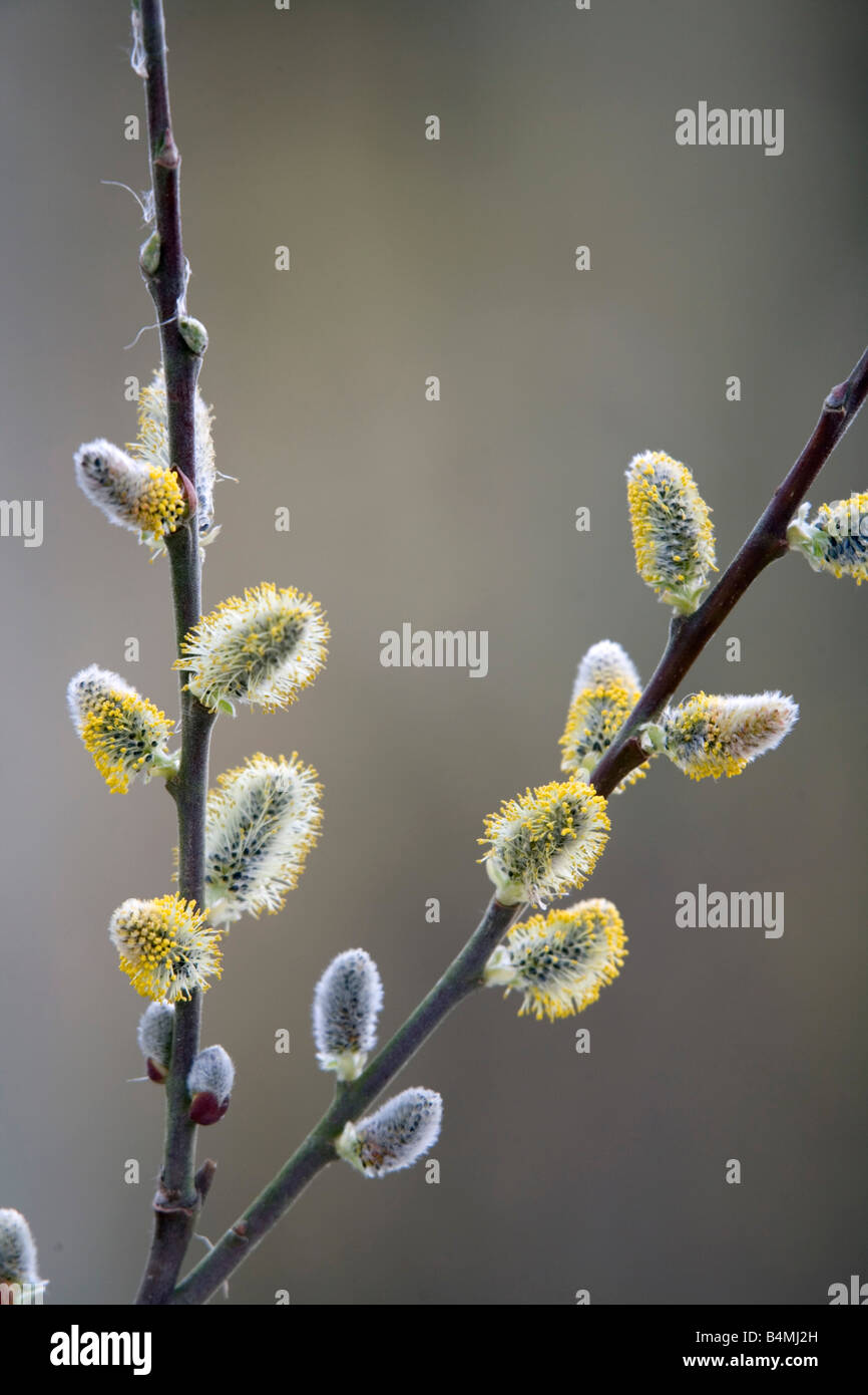 goat willow Salix caprea Stock Photo - Alamy