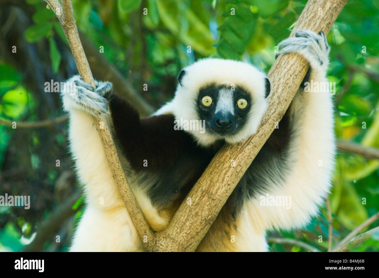 Propithecus verreauxi coquereli hi-res stock photography and images - Alamy