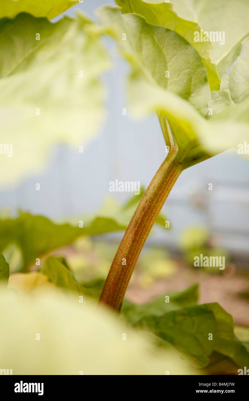 Rhubarb plant hi-res stock photography and images - Alamy