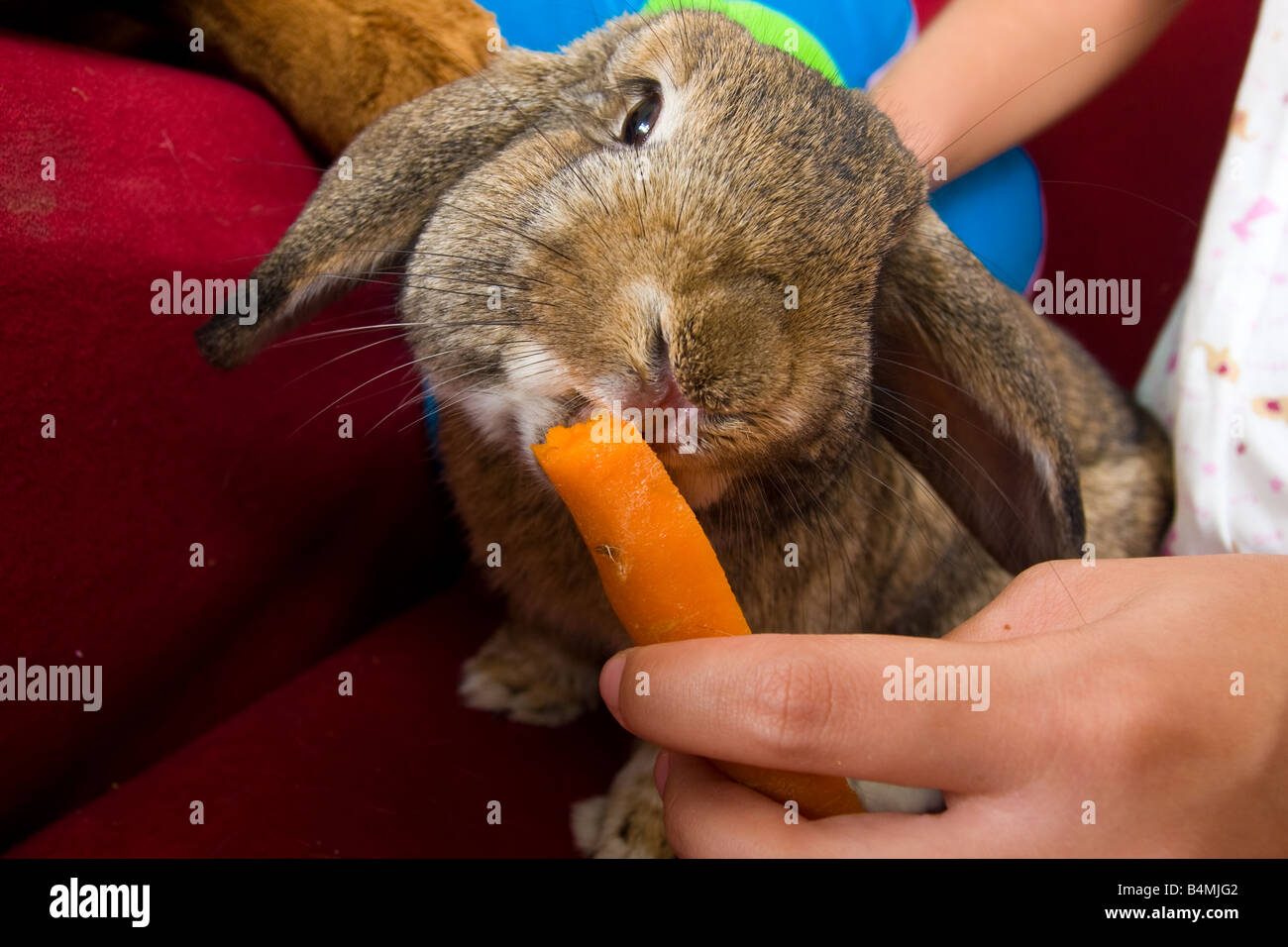 child with a cute loving rabbit eatting carrot Stock Photo - Alamy