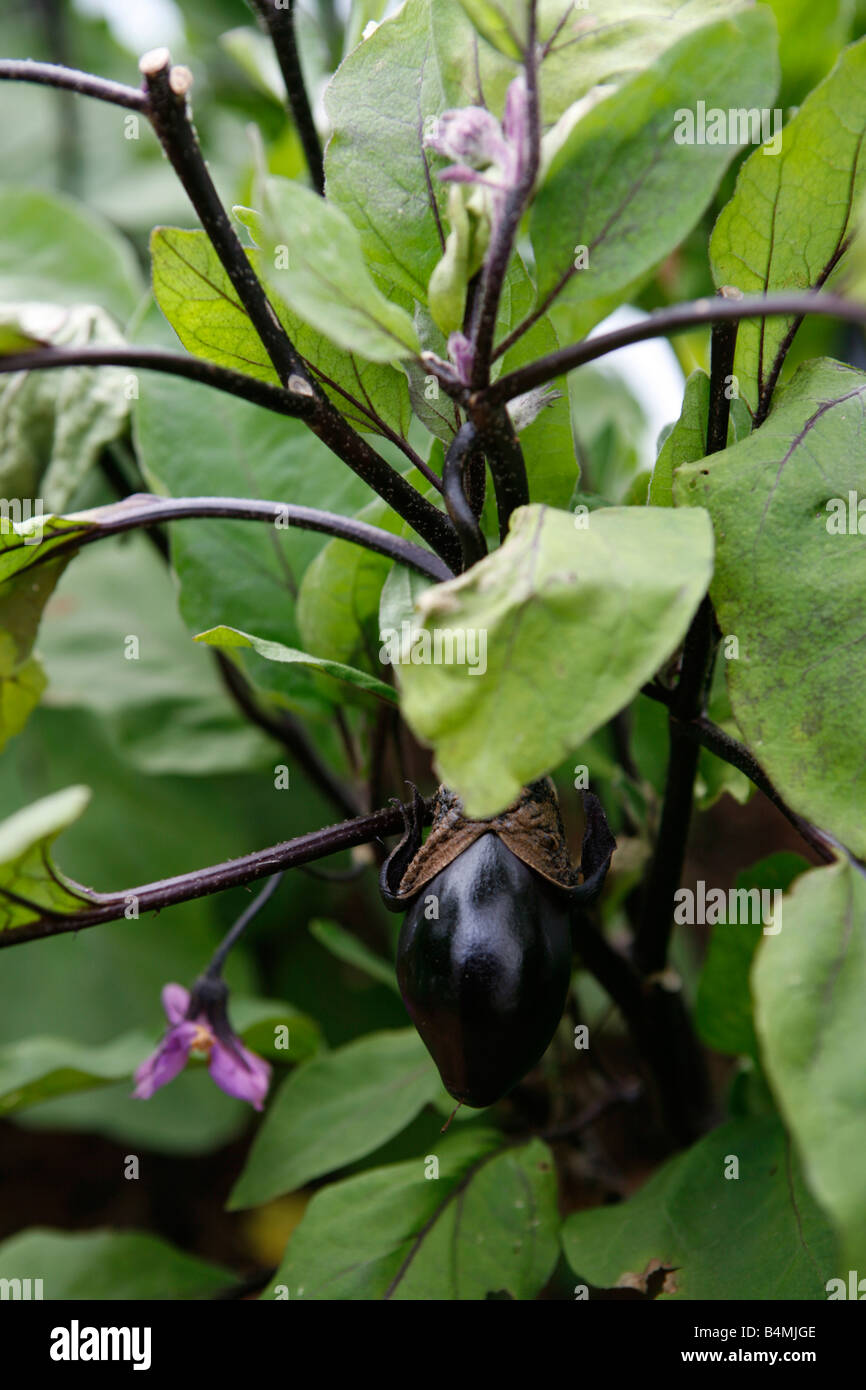 Aubergine plant hi-res stock photography and images - Alamy