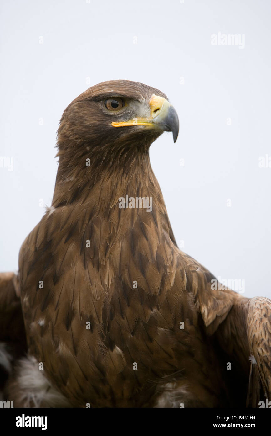 golden eagle upper body Stock Photo - Alamy
