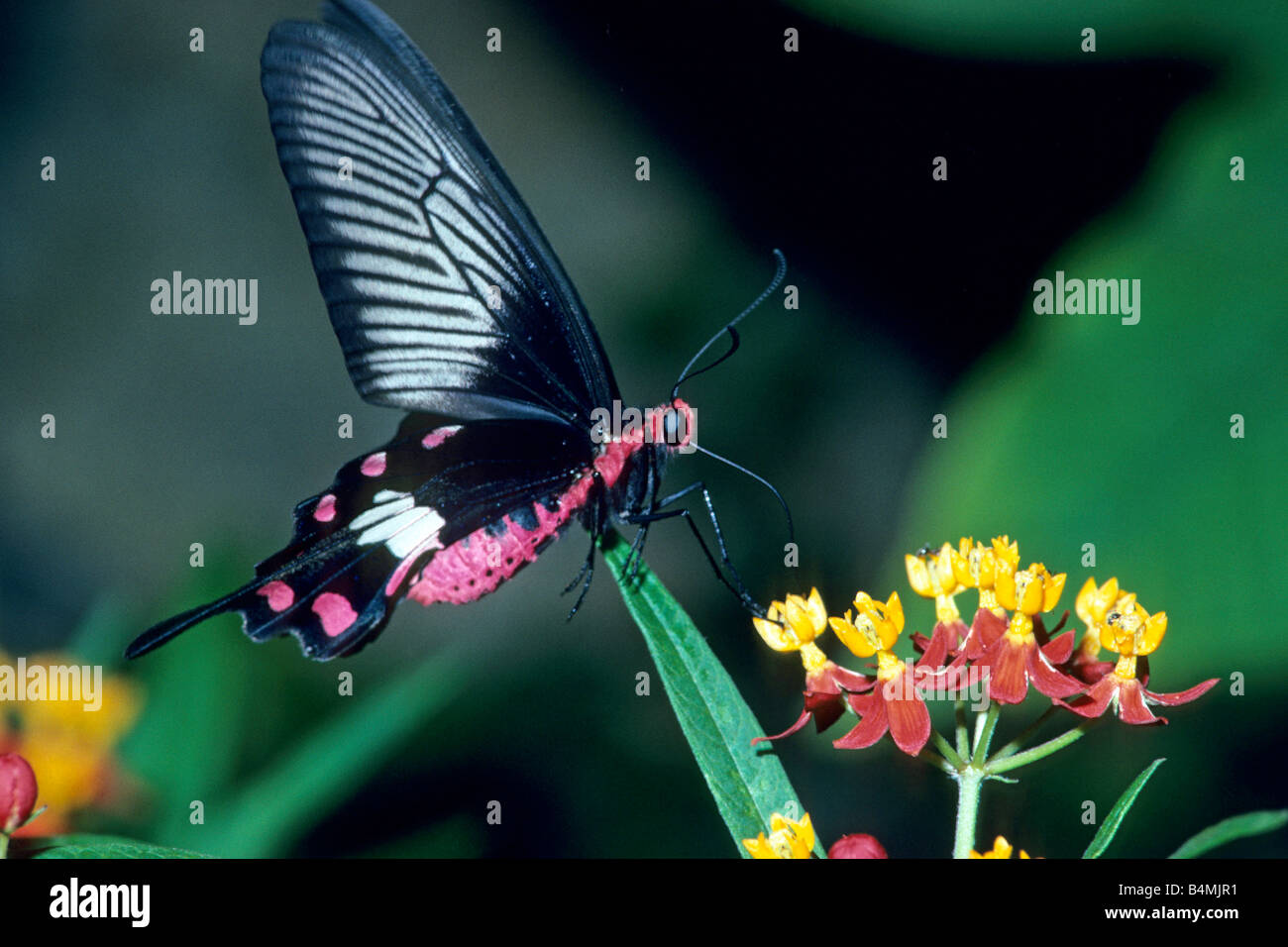 Common Windmill (Atrophaneura polyeuctes) drinking nectar from a flower ...