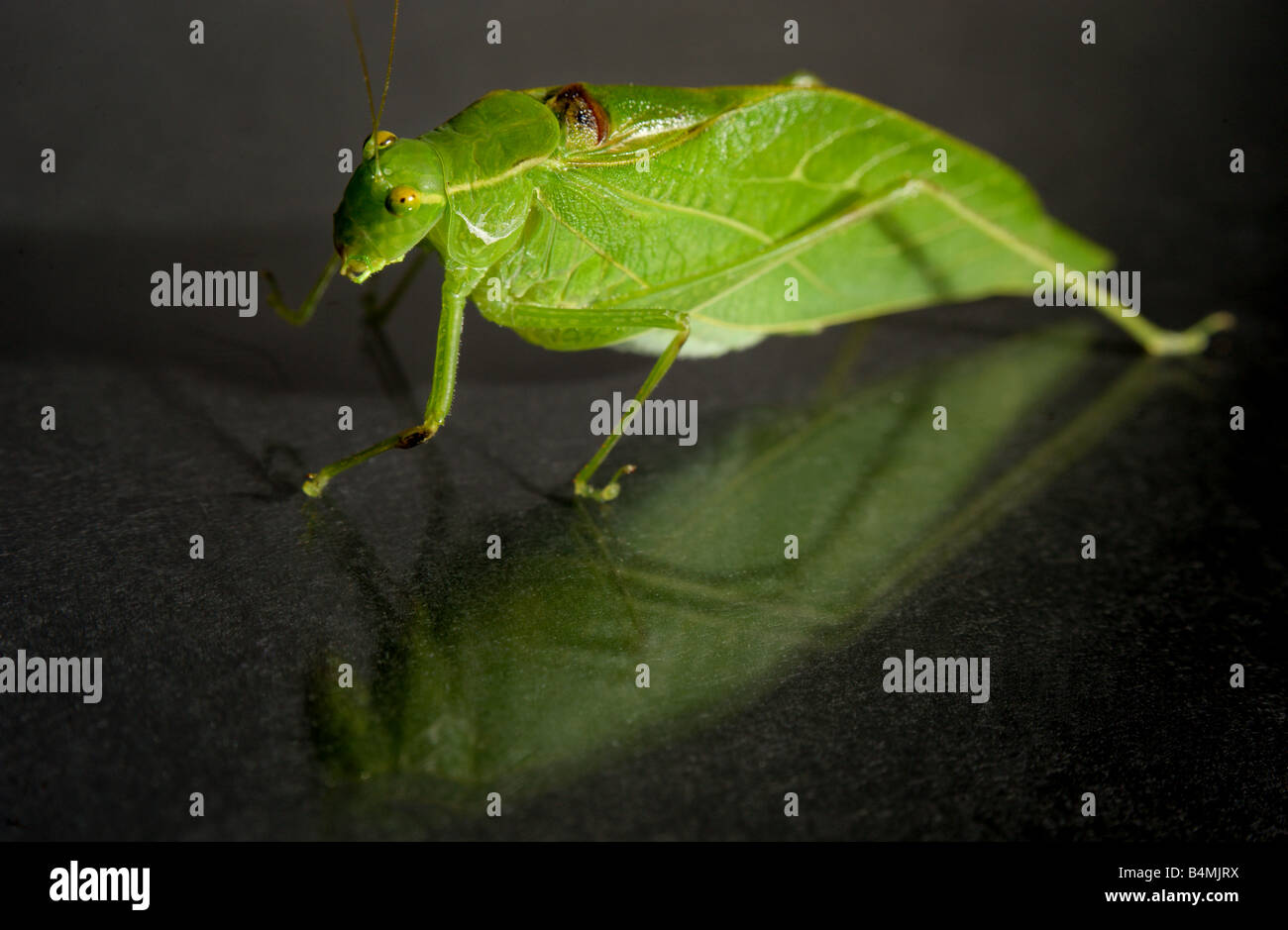 Macro image of a bright green katydid Stock Photo - Alamy