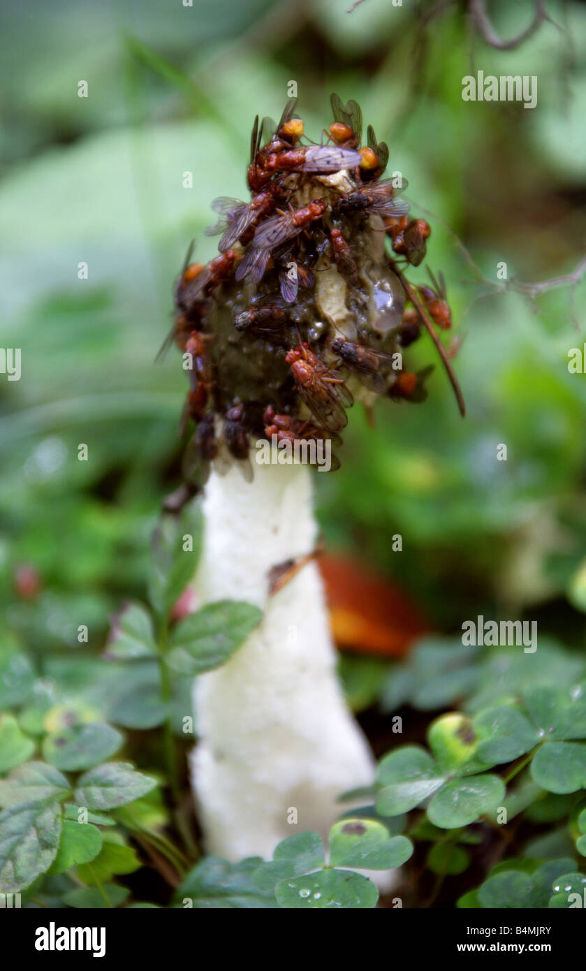 Stinkhorn Fungus Phallus impudicus Phallaceae Covered in Pollinating ...