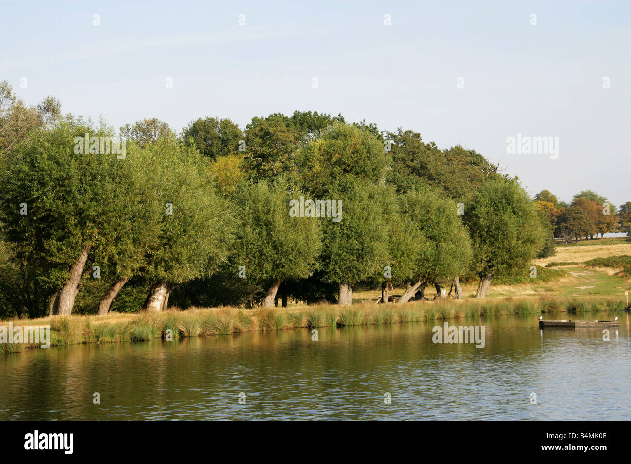 Pollarded Crack Willow Trees, Salix fragilis, The Ponds, Richmond Park ...