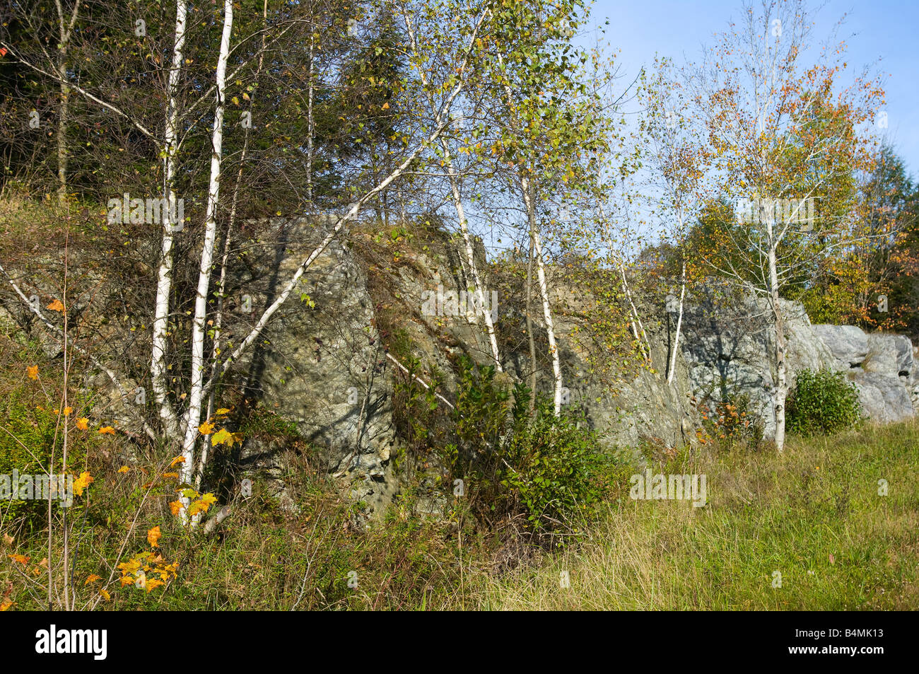 Birch saplings hi-res stock photography and images - Alamy