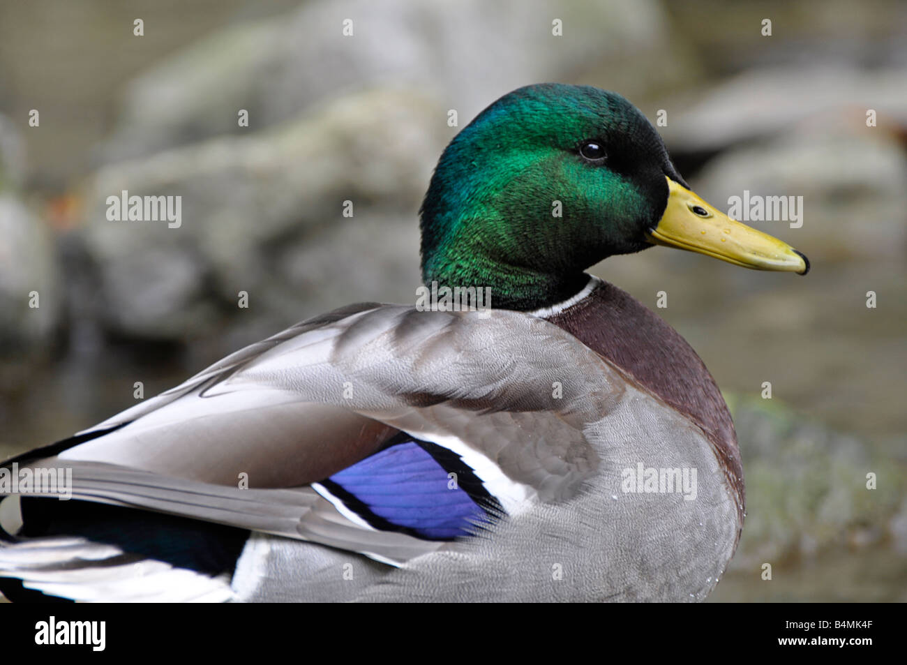 Mallard duck drake not swimming hi-res stock photography and images - Alamy