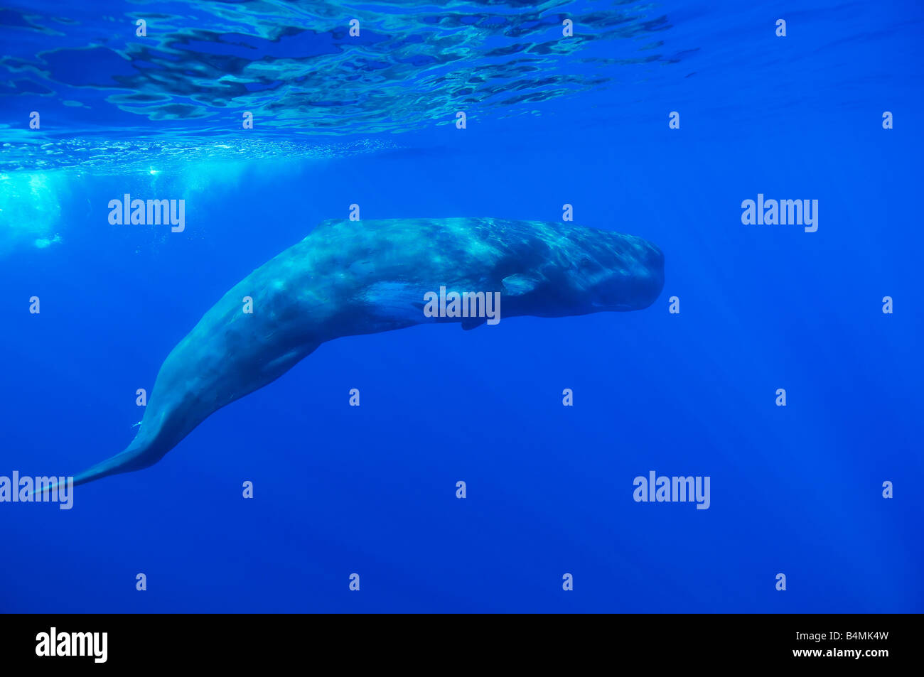 sperm whale underwater ,Physeter catodon, Physeter macrocephalus, Azores Stock Photo - Alamy