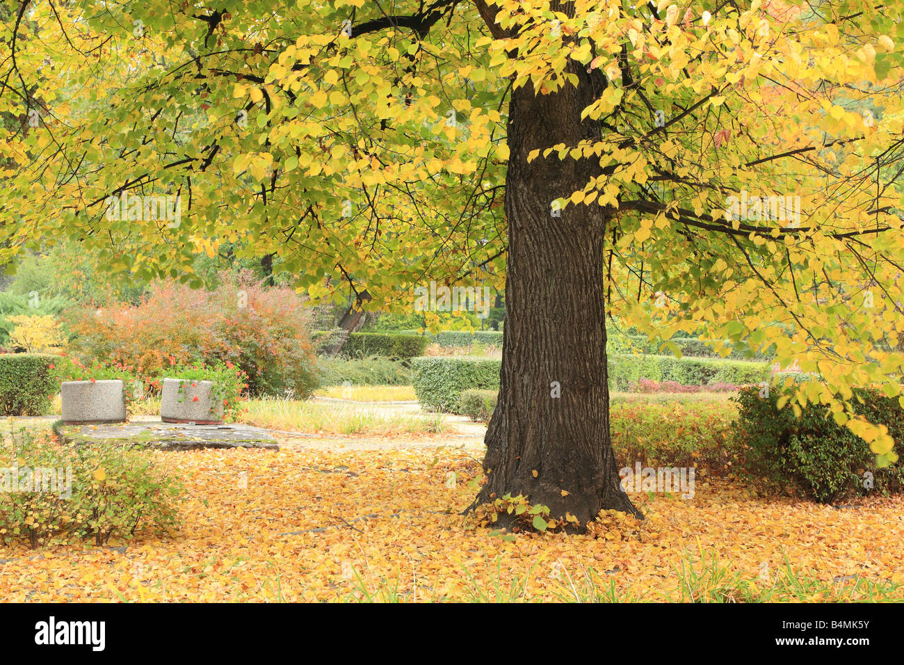 Lime tree in autumn.Tilia cordata Stock Photo - Alamy