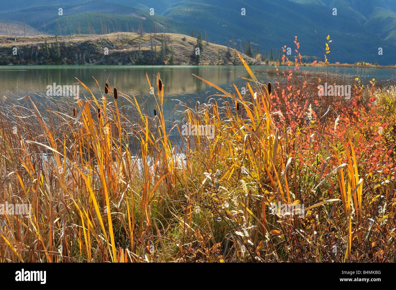 Cattails lake fall hi-res stock photography and images - Alamy