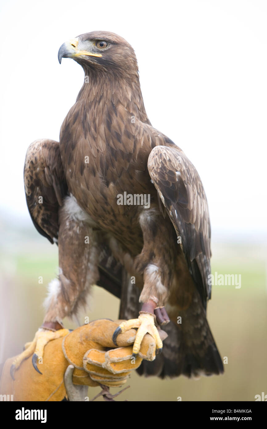 golden eagle standing on gloved hand Stock Photo - Alamy