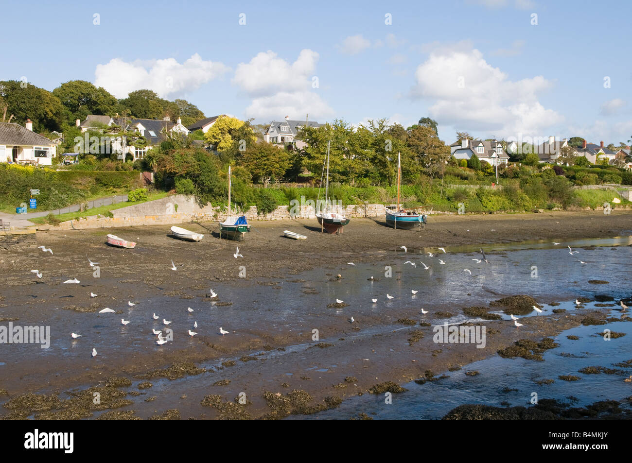 Mylor bridge at low tide with foraging seagulls present. Cornwall, UK ...