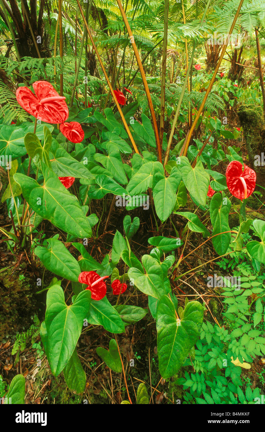 Anthurium flowers in a tree fern forest Puna District The Big Island ...