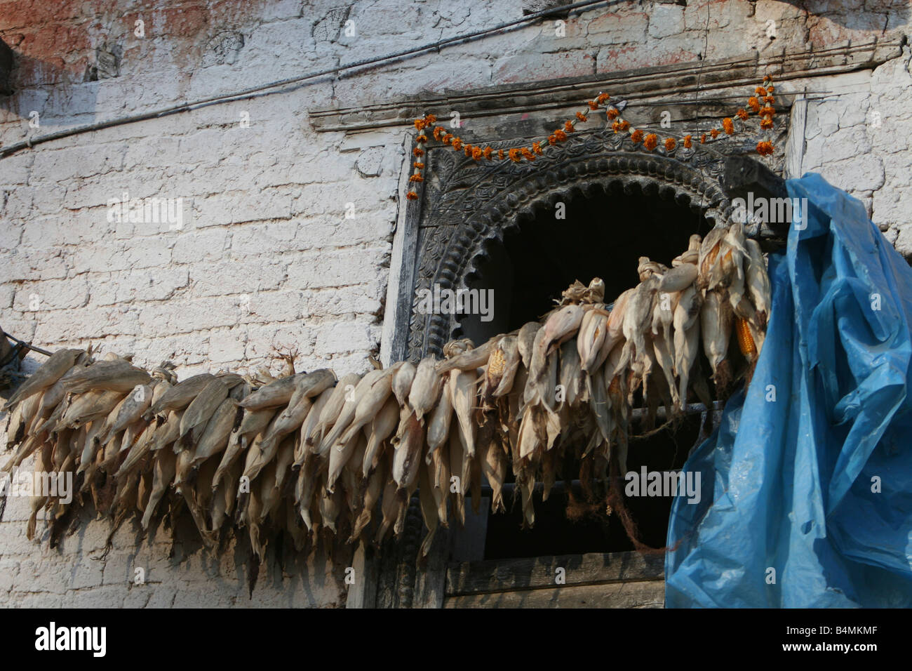 Indian drying fish india hi-res stock photography and images - Alamy
