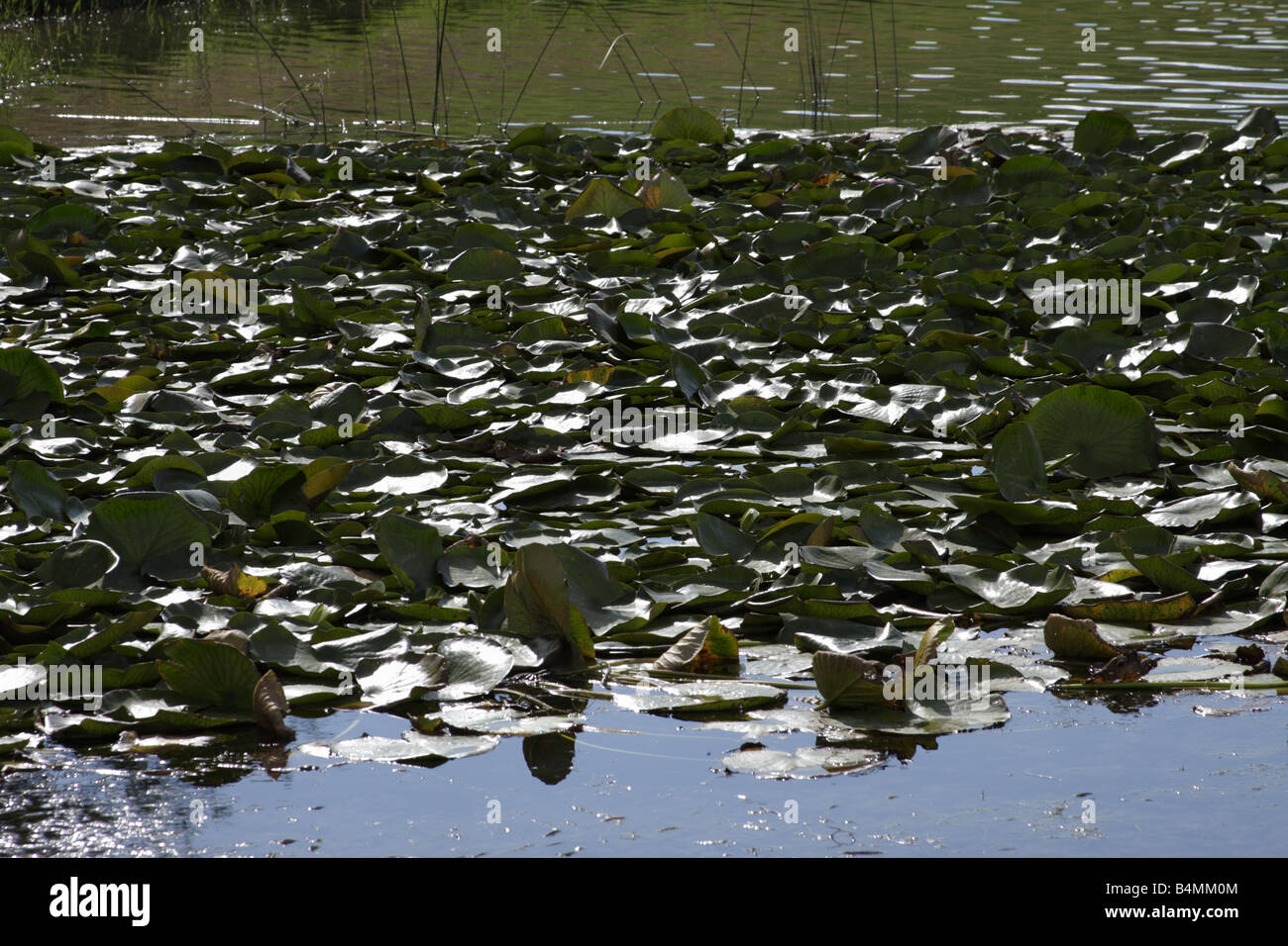 Waterlilies (Nymphaea), Arizona, USA Stock Photo - Alamy
