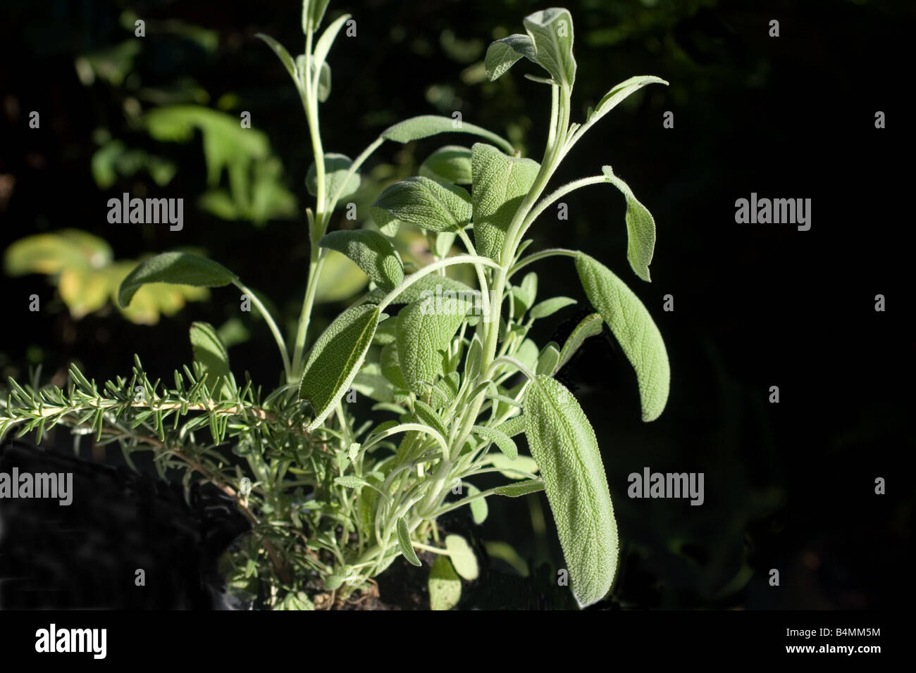 Sage bud hi-res stock photography and images - Alamy