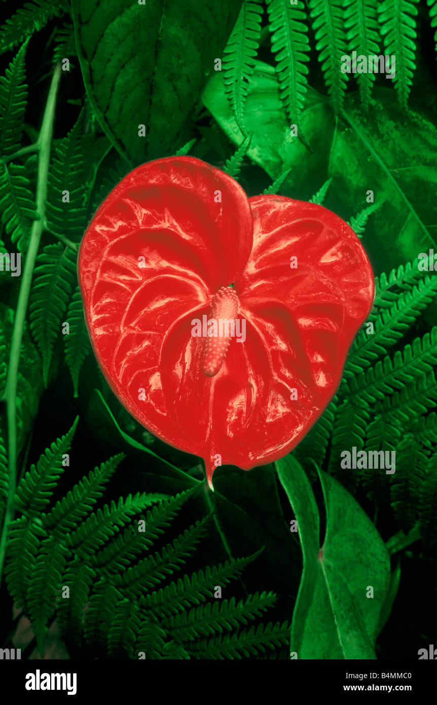 Detail of an Anthurium flower in a tree fern forest Puna District The ...