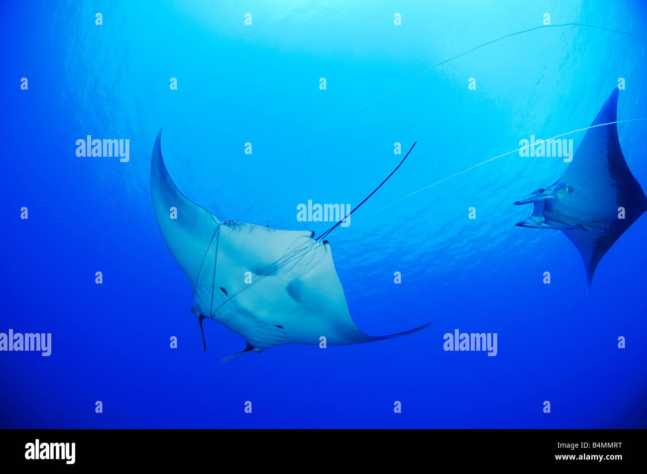 Manta ray Devil ray with fishing rope and small Devil ray Devil fish ...
