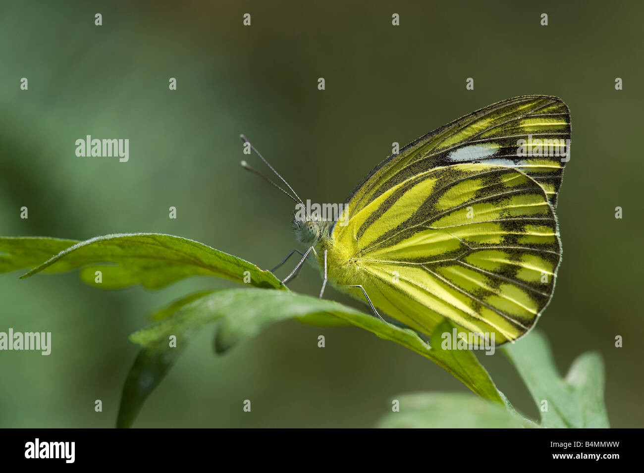 Cepora nerissa. Common gull butterfly in the indian countryside. Andhra ...