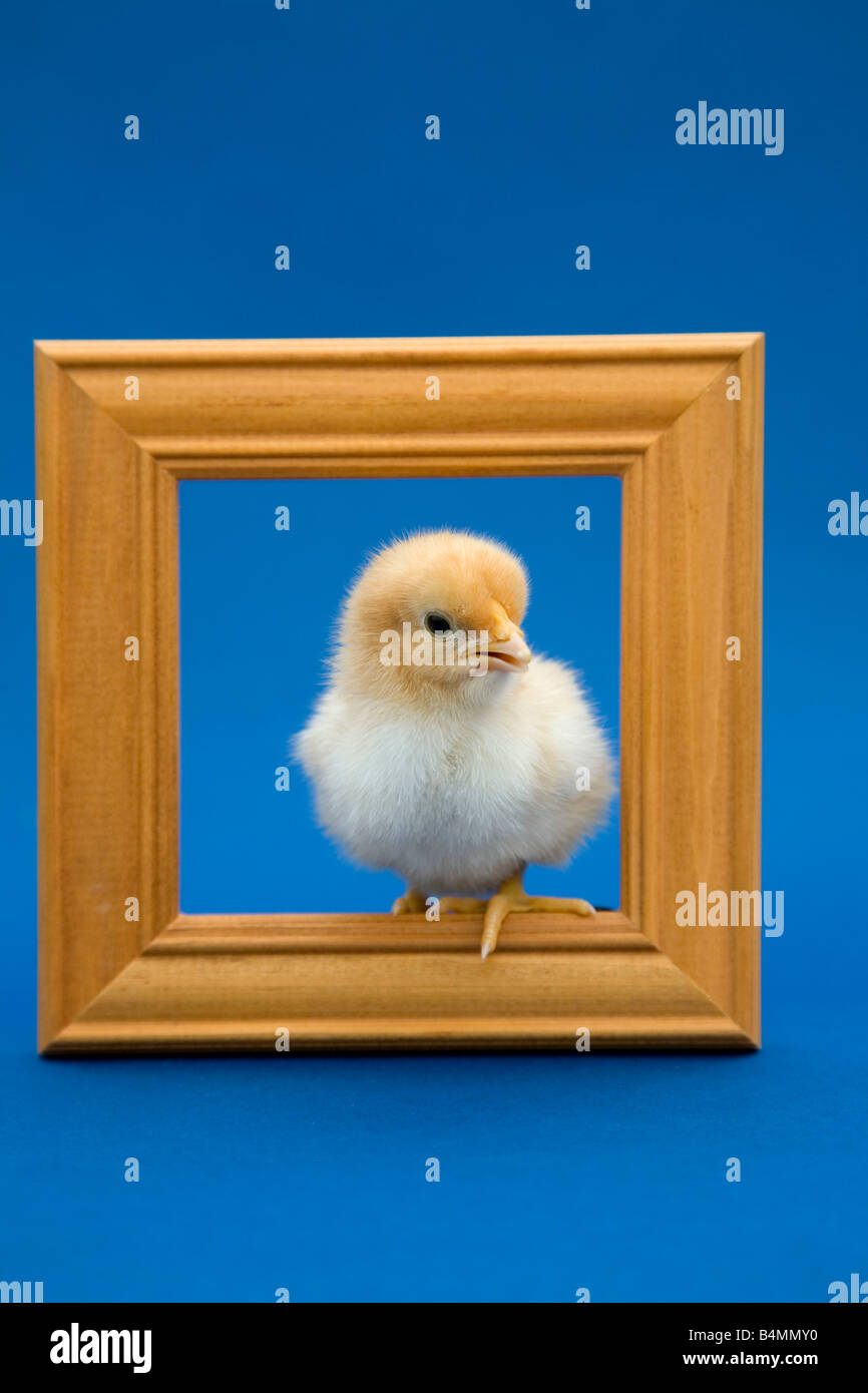 young chick in a frame Stock Photo - Alamy