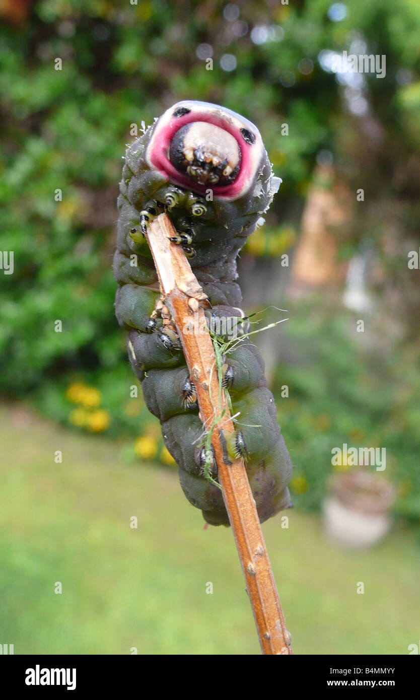 puss moth caterpillar looking at camera Stock Photo - Alamy