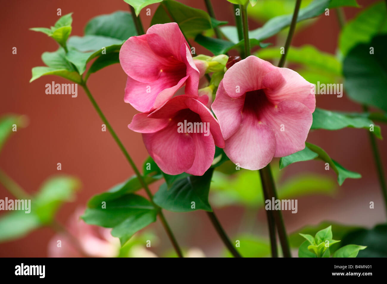 Allamanda flowers hi-res stock photography and images - Alamy