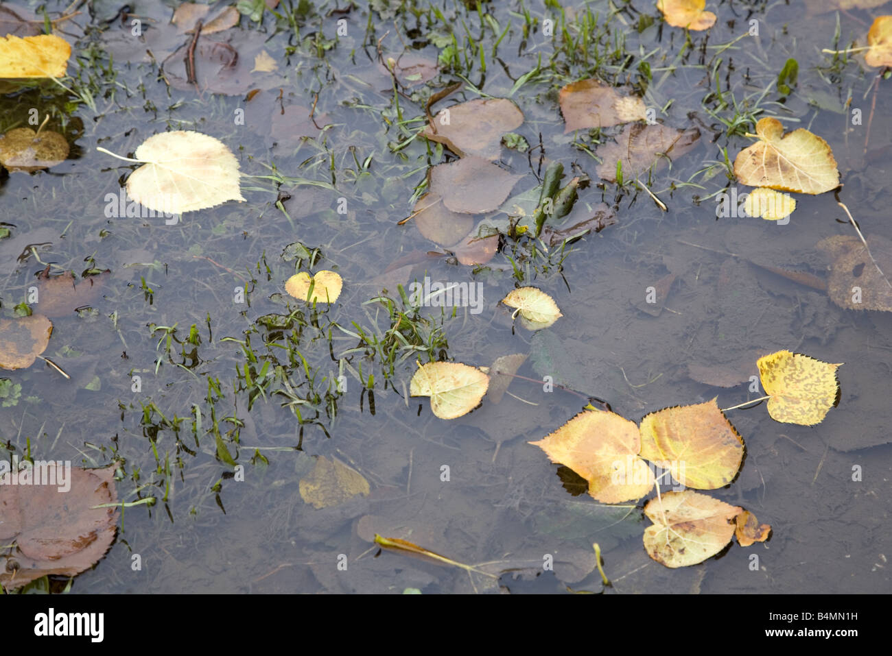 Autumn leaves in a pool Stock Photo - Alamy