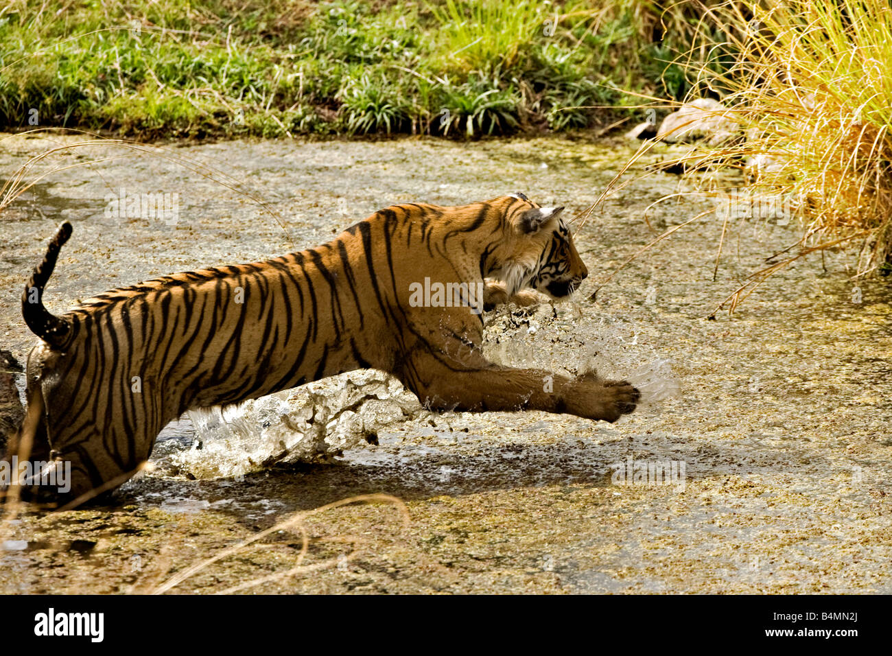 Tiger jumping out of a waterhole in Ranthambore national park Stock ...