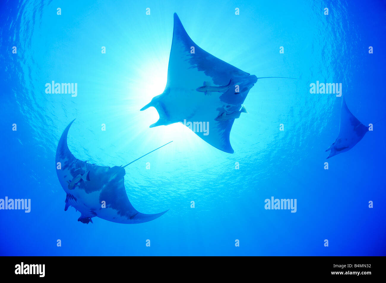 Devil ray, Devil fish, Manta, Mobula tarapacana Stock Photo - Alamy