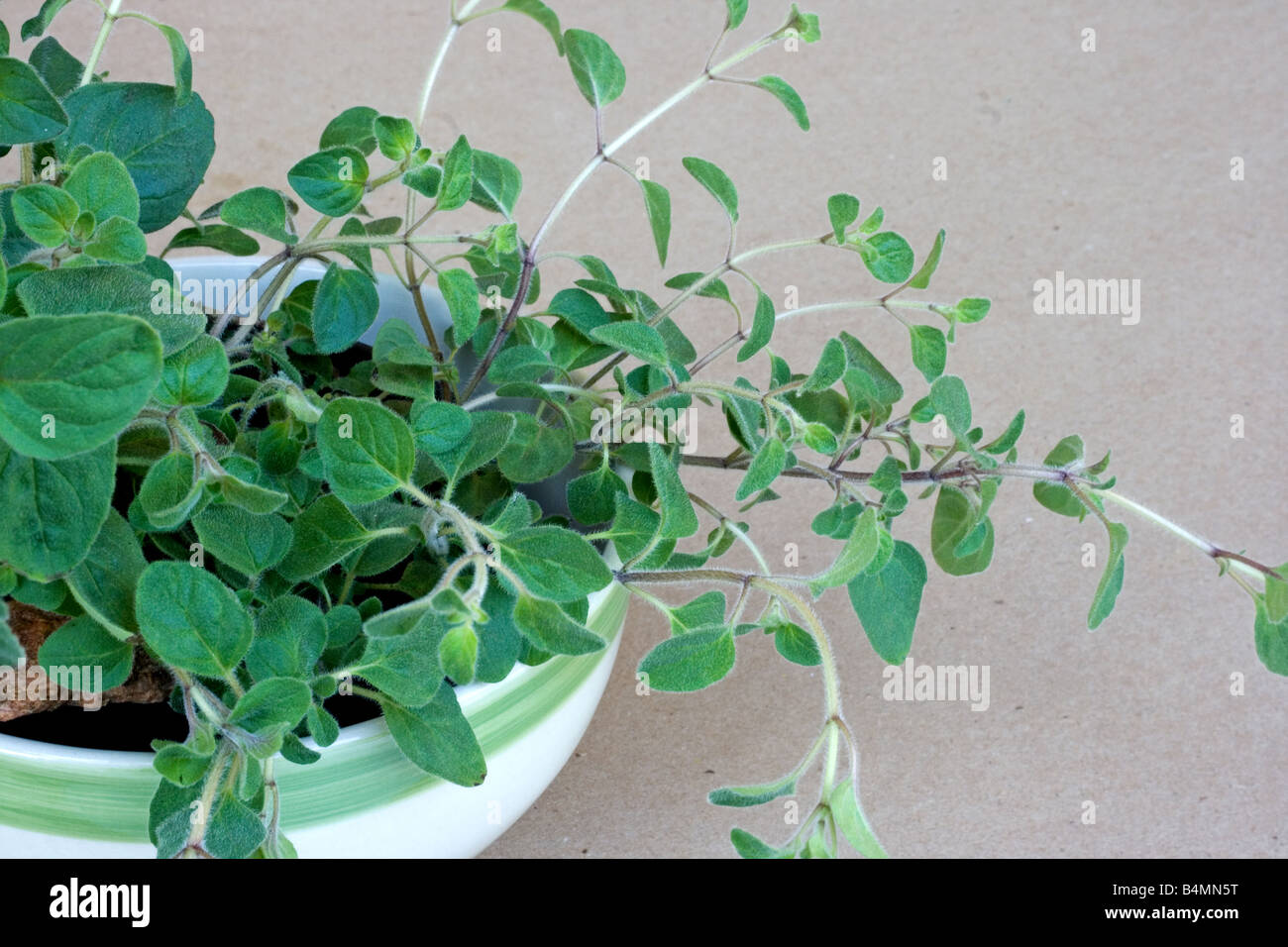 Oregano colour hi-res stock photography and images - Alamy