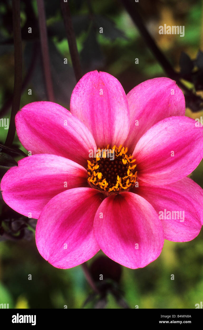 Dahlia 'Candy Eyes' pink flower flowers garden plant plants Stock Photo ...
