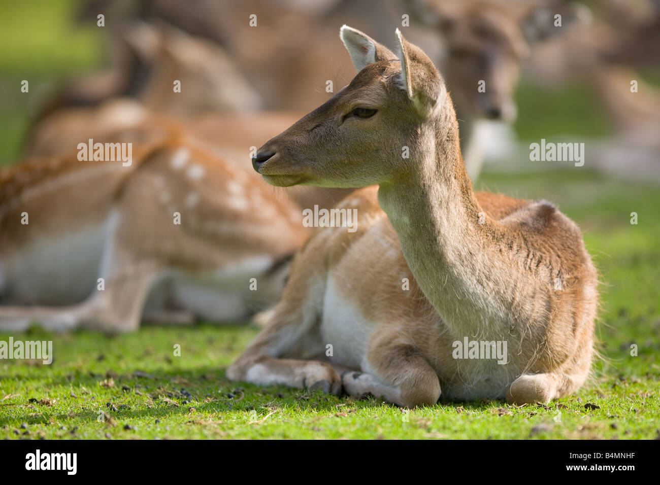 Female european fallow deer hi-res stock photography and images - Alamy
