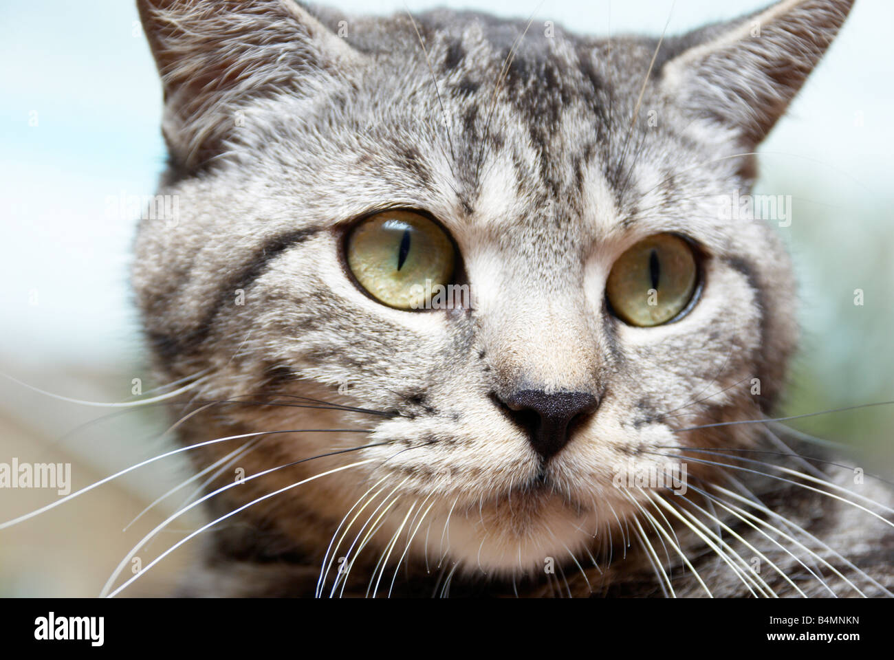 Cat in front of a window Stock Photo - Alamy