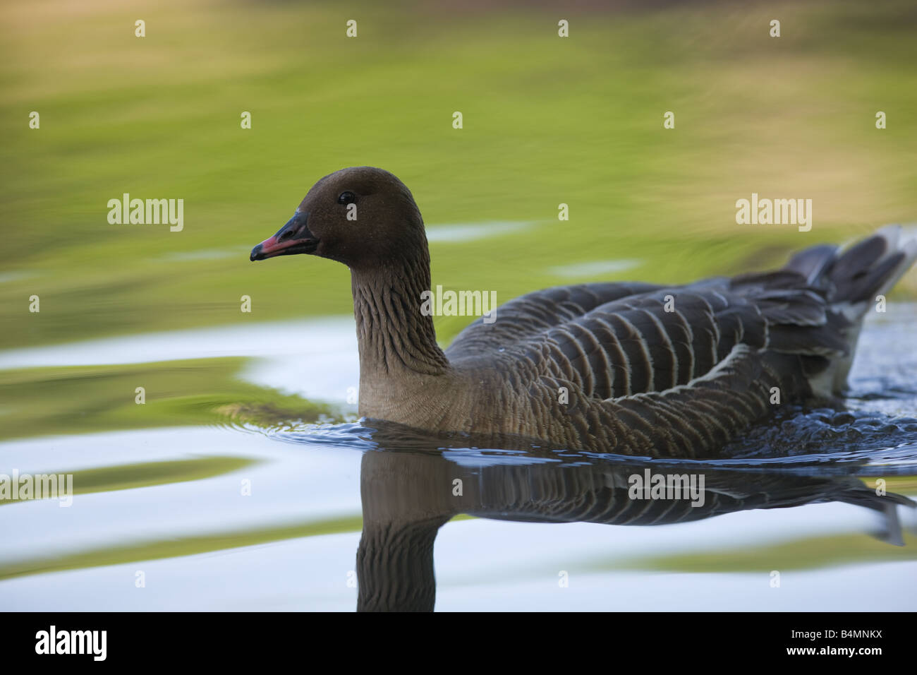 Pink-footed Goose - Anser brachyrhynchus Stock Photo - Alamy