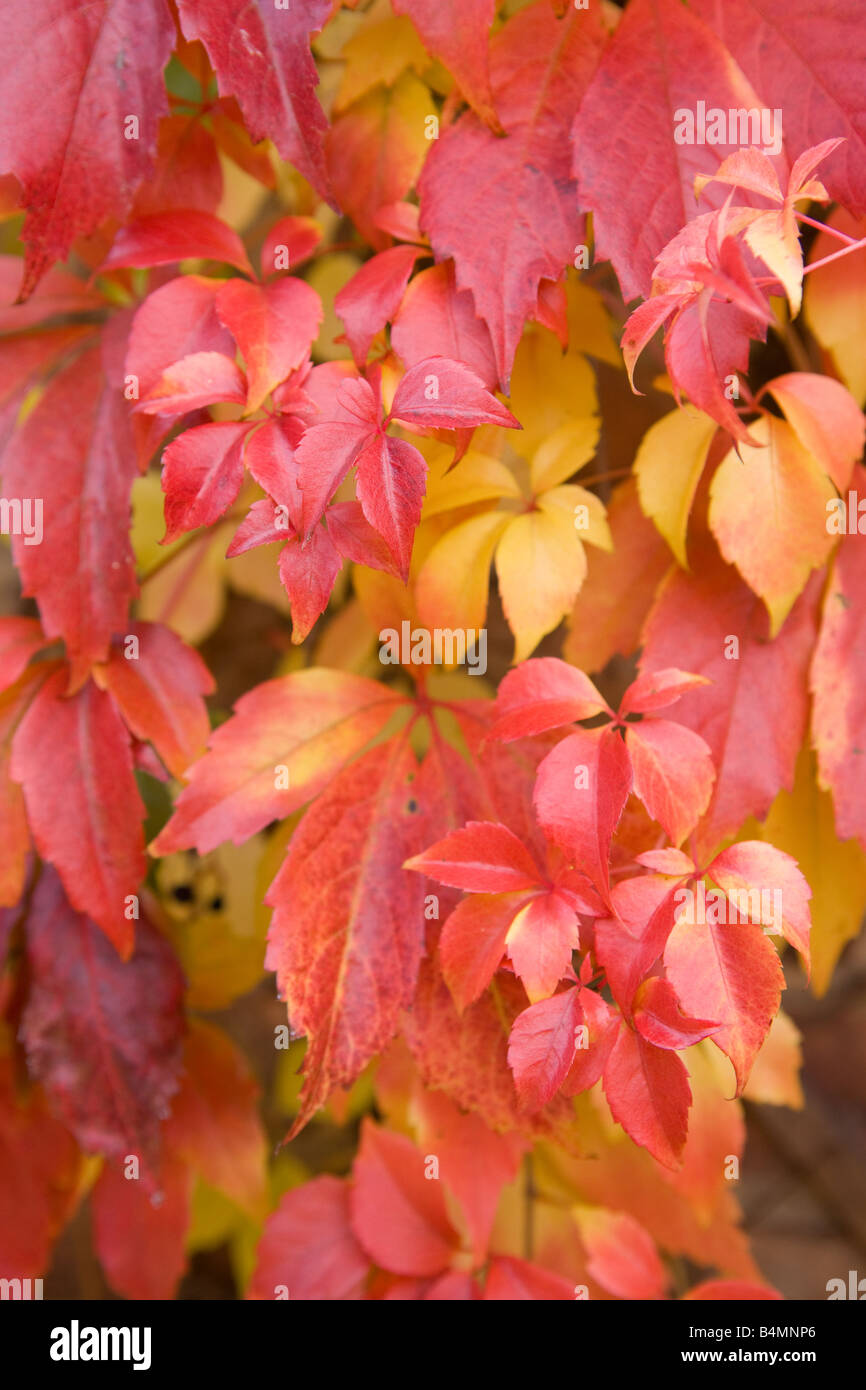 wine leafs in fall colors Stock Photo - Alamy