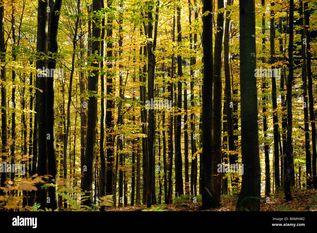 See fall foliage germany hi-res stock photography and images - Alamy