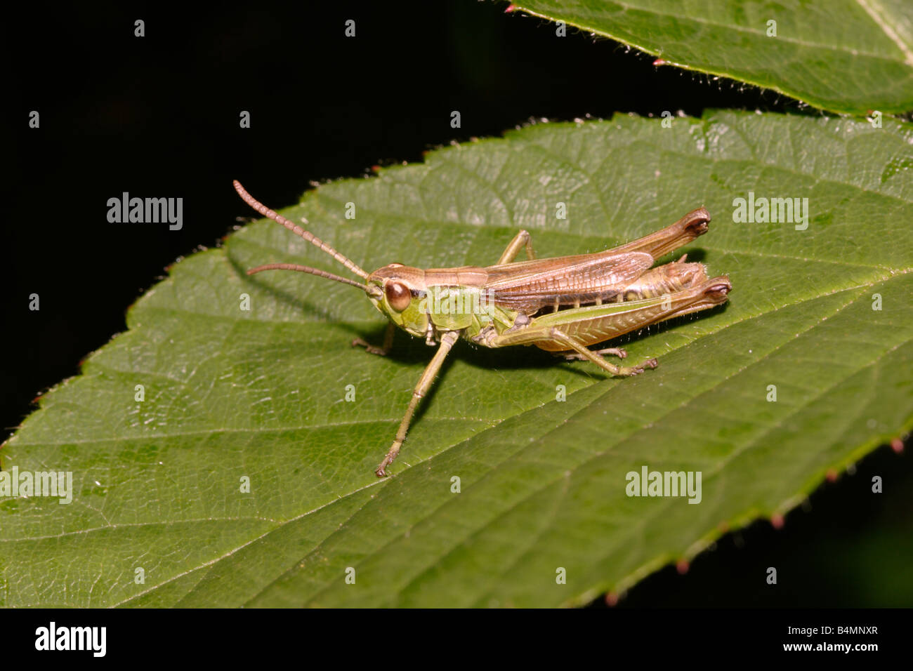 Meadow grasshopper Chorthippus parallelus Acrididae male UK Stock Photo ...