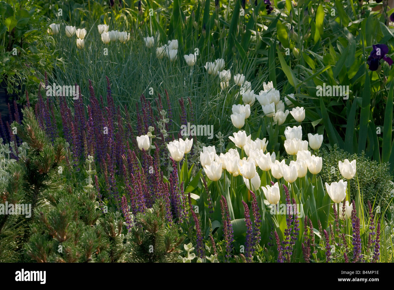 Swirl of Tulips; RHS Chelsea Flower Show 2008 Stock Photo - Alamy