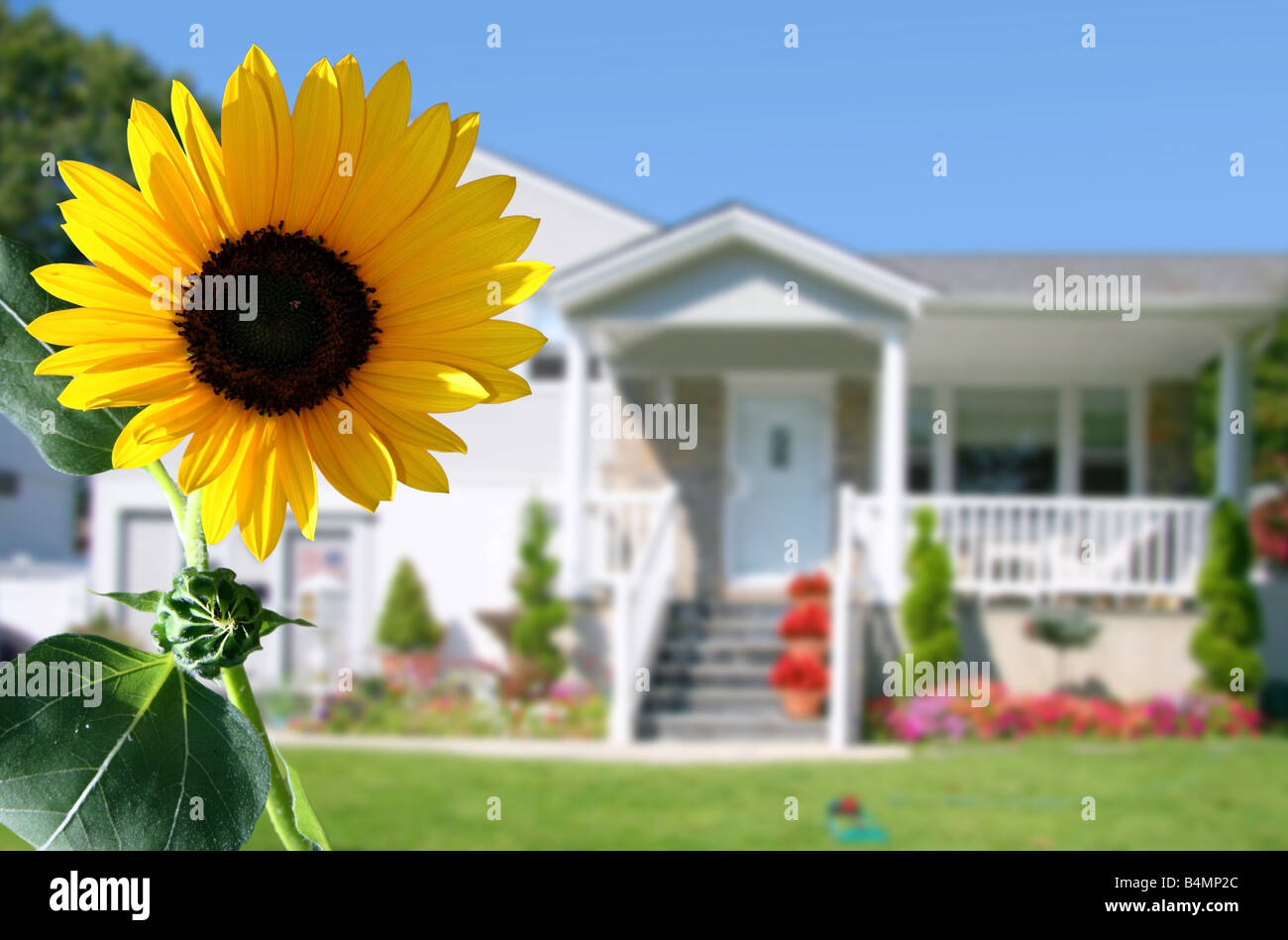 Bright sunflower in front of a country house Stock Photo - Alamy