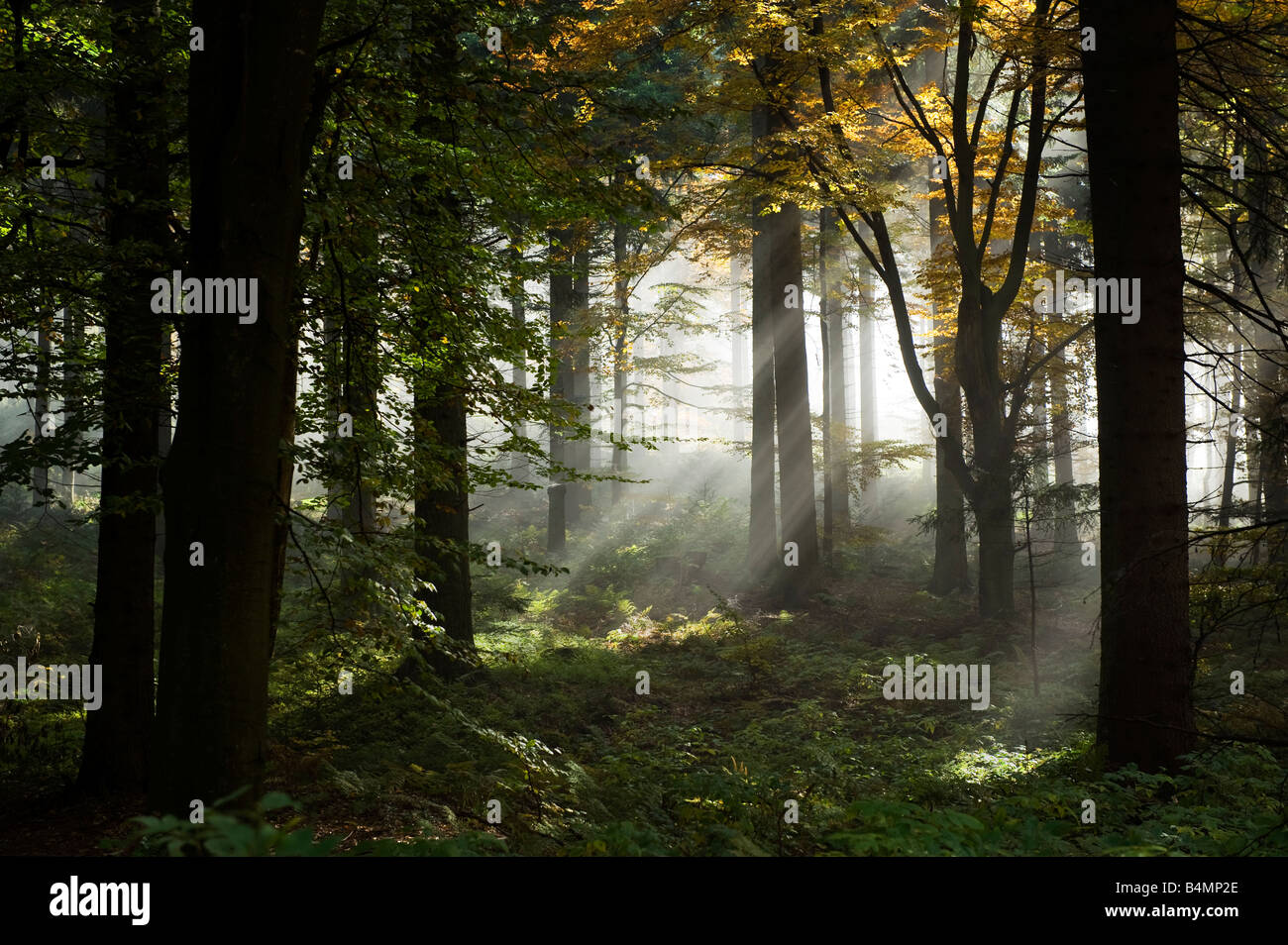 forest light dimension beam gleam gleaming beaming autumnal colouring ...