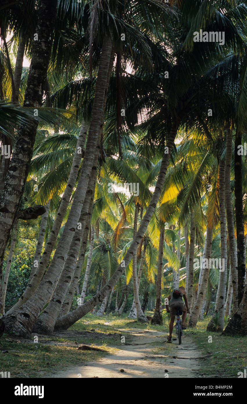 Coconut tree in forest hi-res stock photography and images - Alamy