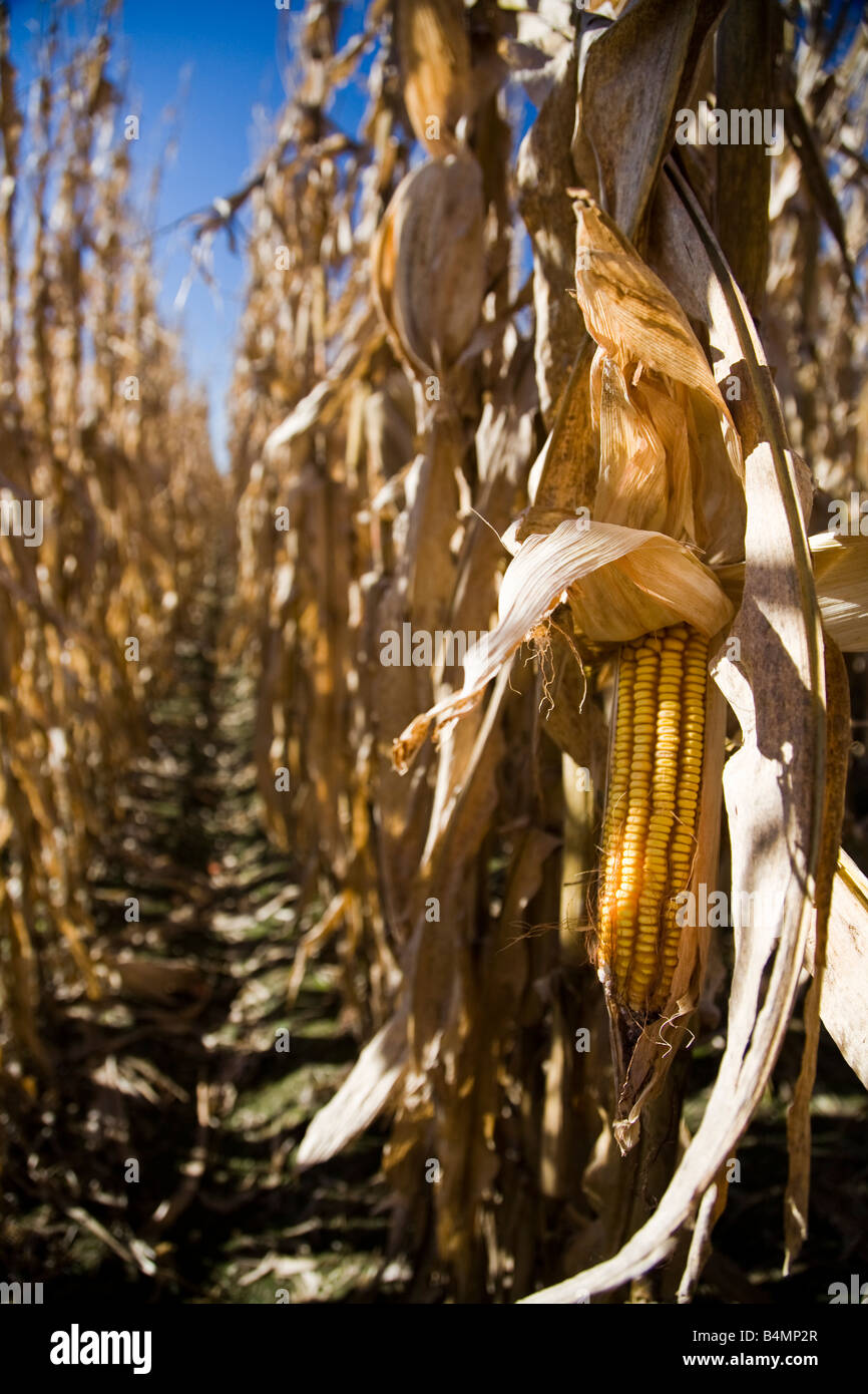 Row feed hi-res stock photography and images - Alamy