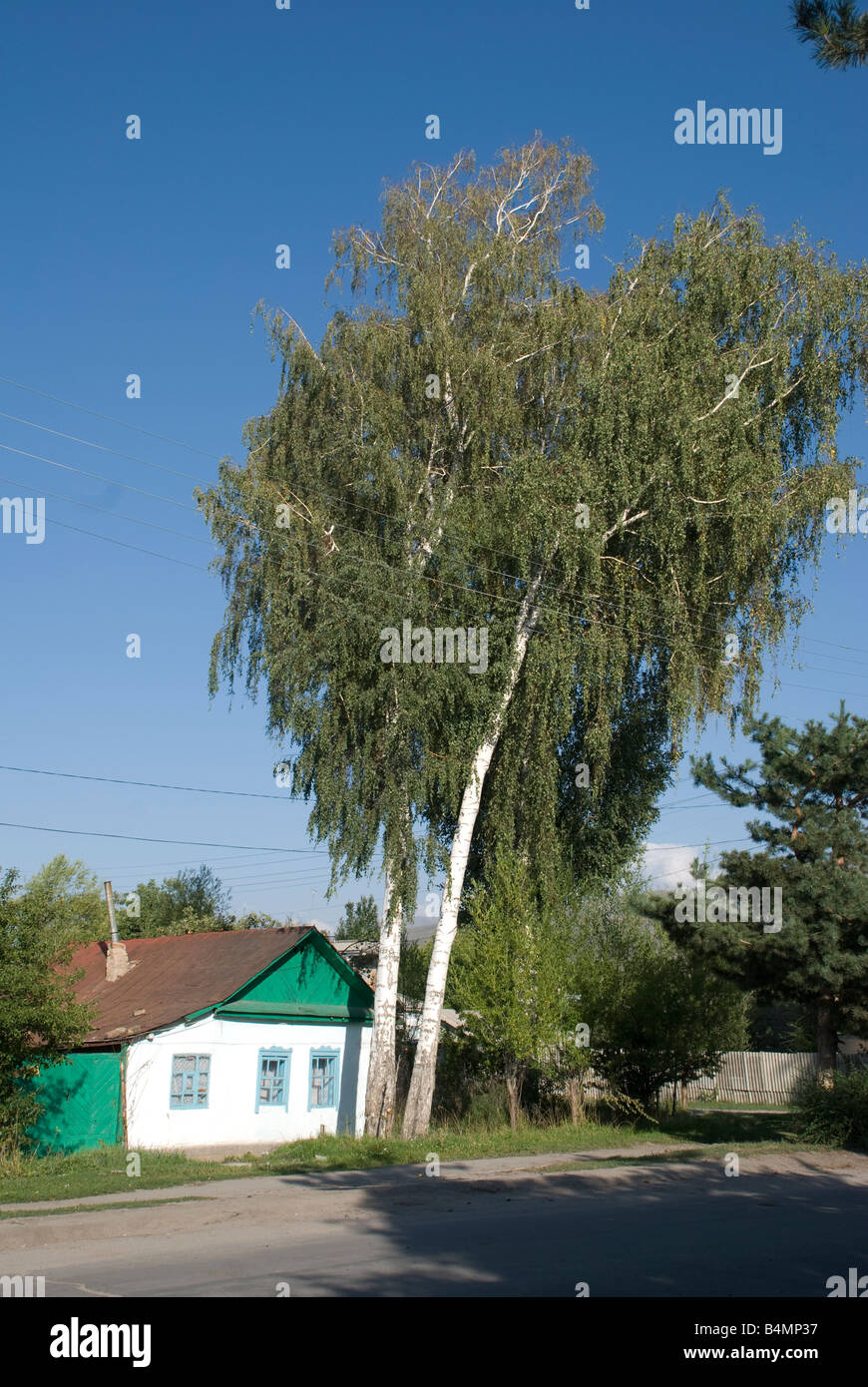 A house and two birch trees Stock Photo - Alamy